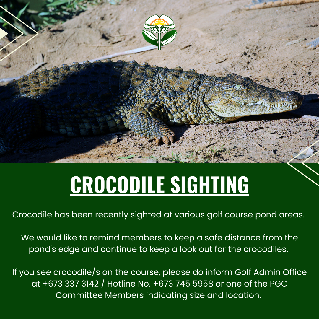 Crocodile Sighting – Panaga Club Crocodile Sighting – Panaga Club